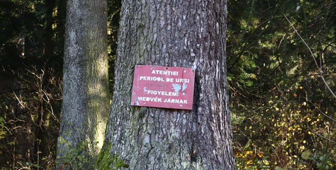 Câteva sute de animale domestice, ucise şi anul acesta de sălbăticiuni ...